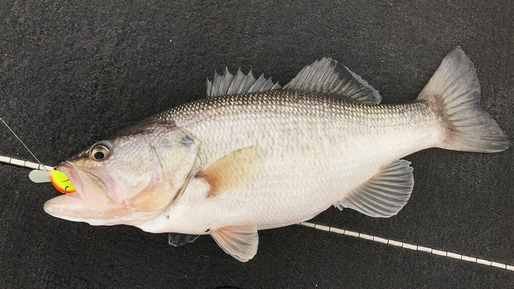 3 Visual Keys to Pattern Spring Bass - Wired2Fish