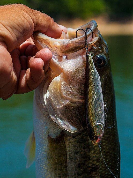 Megabass Giant Dog X Review - Wired2Fish