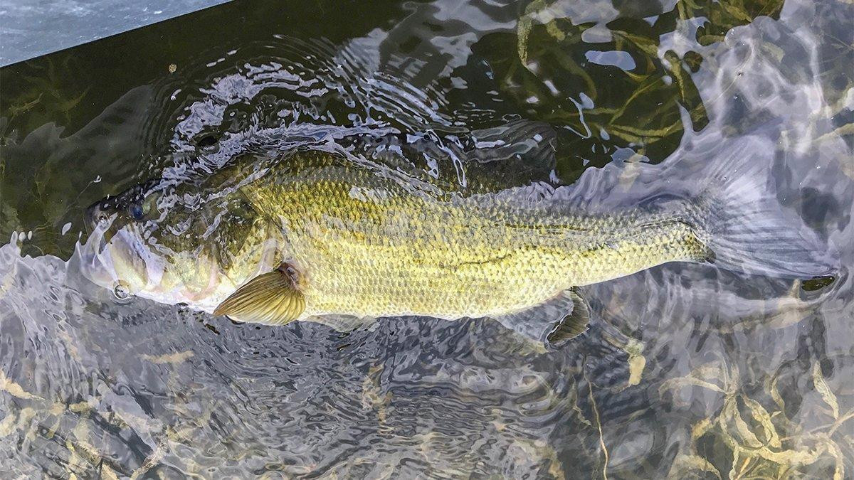 Fizzing Bass: Are You Doing More Harm Than Good? - Wired2Fish