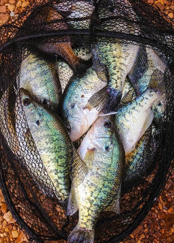Why You Should Go Fishing for Other Fish - Wired2Fish