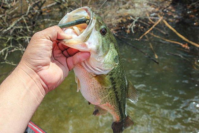 10 Tips for More Team Bass Tournament Success - Wired2Fish