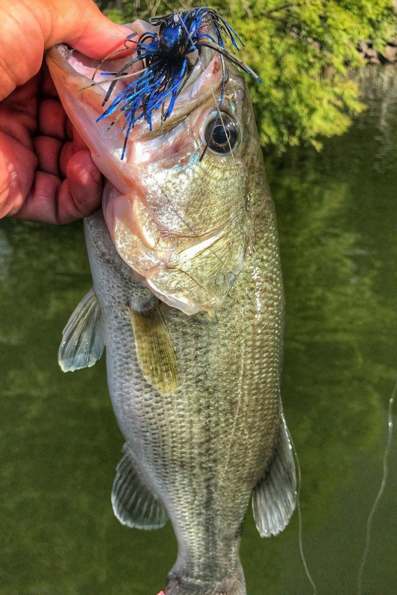 Bill Lowen Series Finesse Jig Review - Wired2Fish