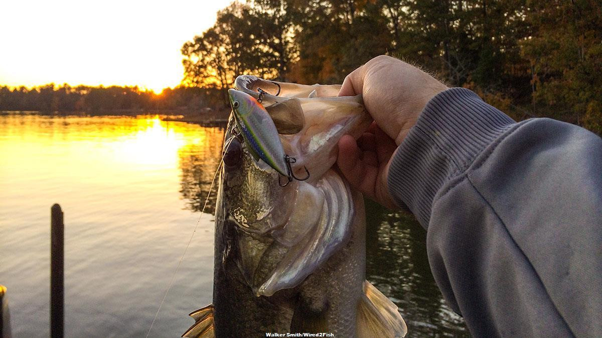 Bill Lewis Rat-L-Trap Review - Wired2Fish