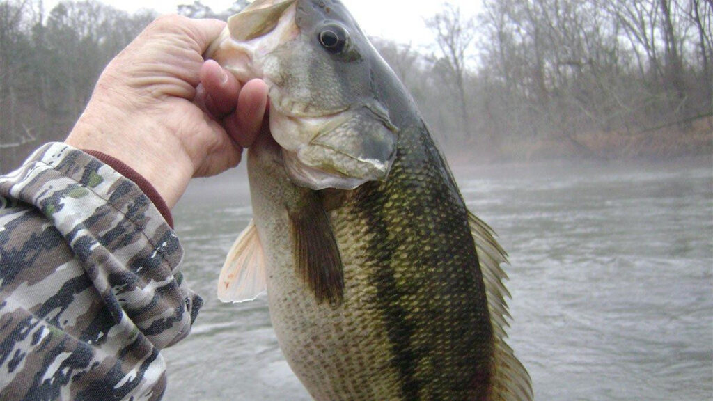 2015 Top 15 Spotted Bass Lakes - Wired2Fish