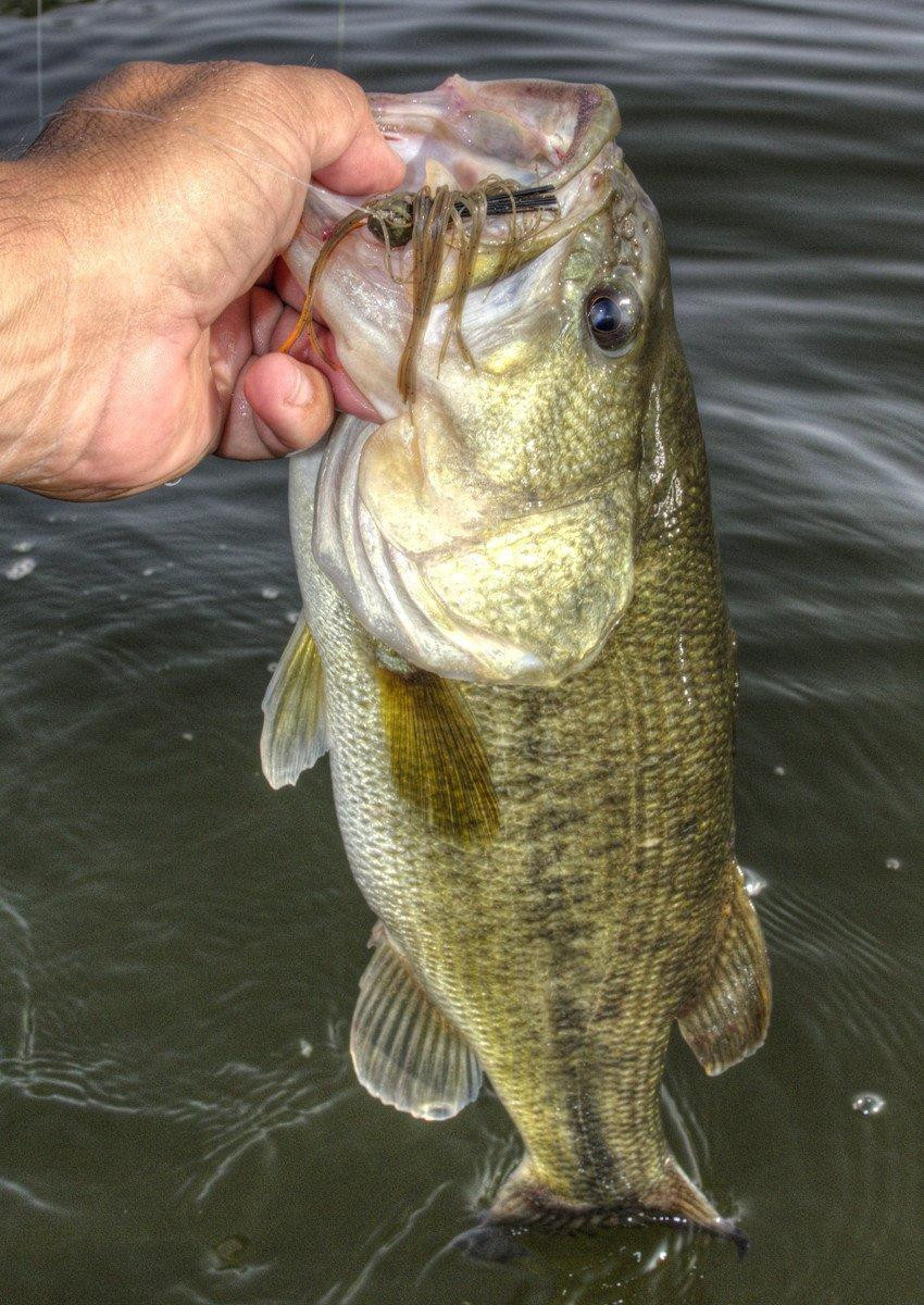 Missile Jigs Ike Mini Flip Jig Review - Wired2Fish