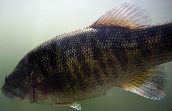 Flint River's Shoals of Spice - Wired2Fish