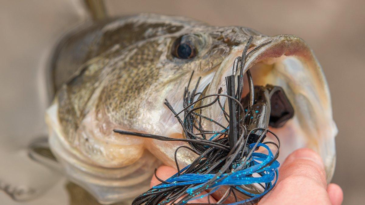 First Look: BioSpawn VileCraw - Wired2Fish