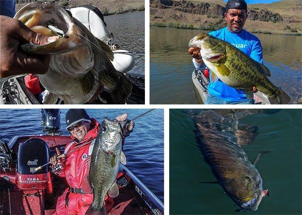 Learn to Spy Bait for Bass - Wired2Fish