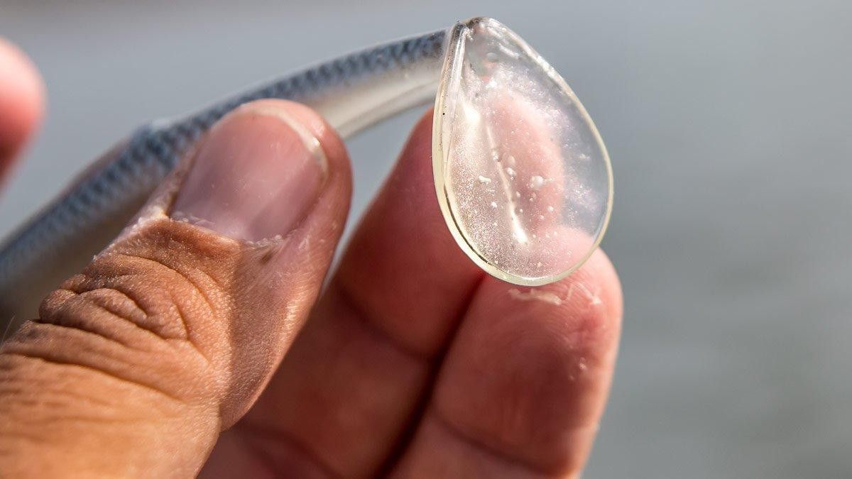 Basstrix Paddle Tail Swimbait Review - Wired2Fish