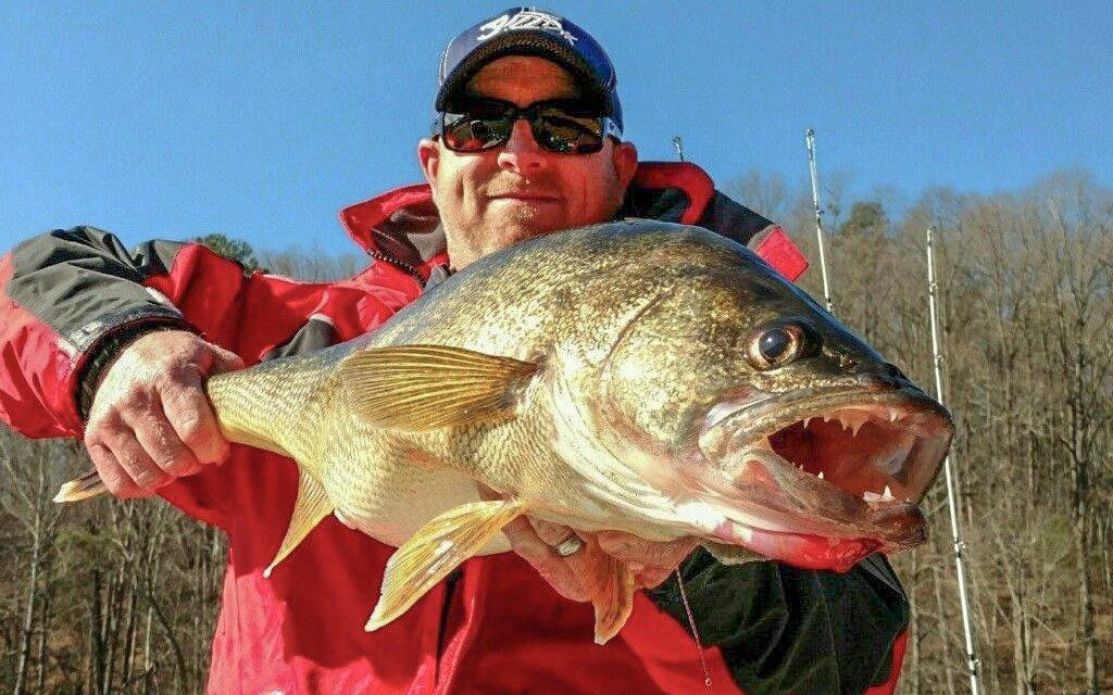 Monster Walleye Breaks Georgia Record - Wired2Fish