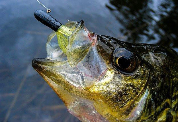 2 Strategies for Early Spring Ice Out Fishing - Wired2Fish