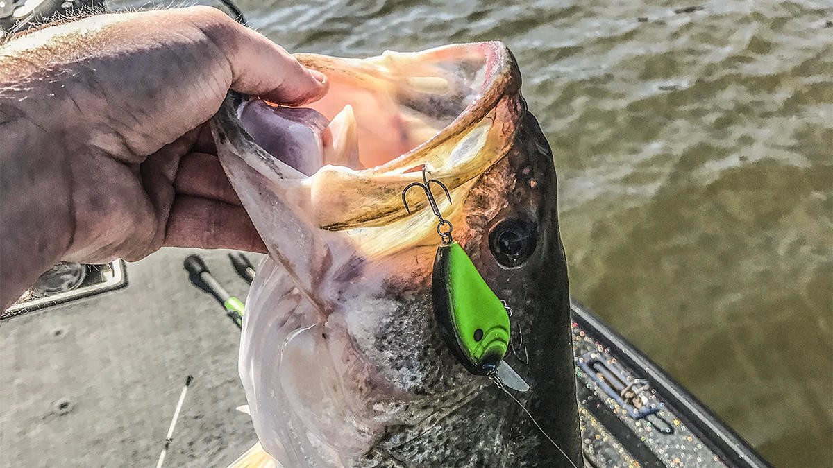Pay Attention to How Your Fish Are Hooked - Wired2Fish