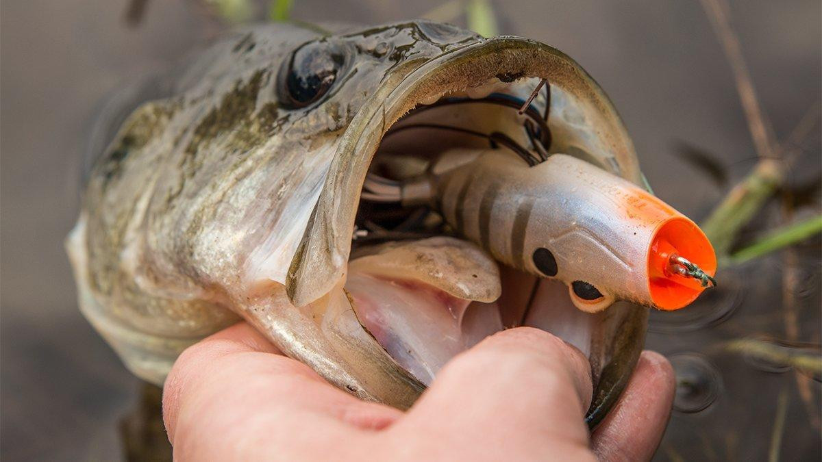 Terminator Popping Frog Review - Wired2Fish
