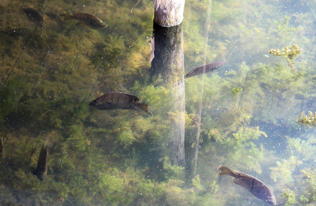 Rigging Live Earthworms for Bigger Panfish - Wired2Fish