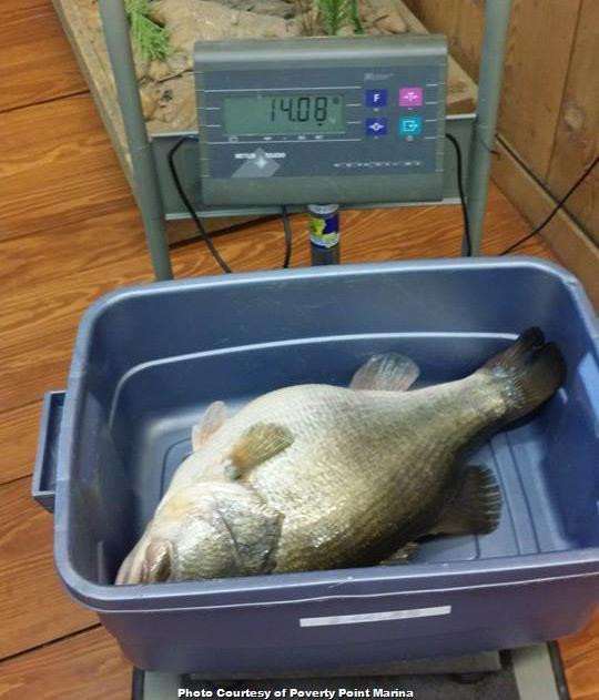 14-pound Bass Caught in La. State Park Lake - Wired2Fish