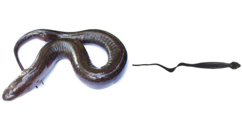 6 Unique Forage Options for Bass Fishing - Wired2Fish