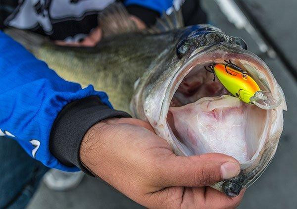 5 Ways to Fish Points for Bass - Wired2Fish
