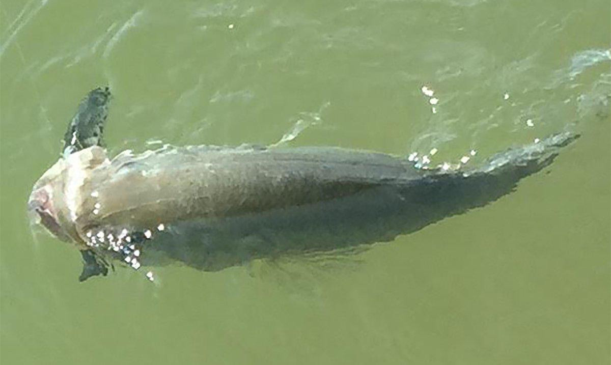 Swimbait Fishing 101 With Byron Velvick - Wired2Fish