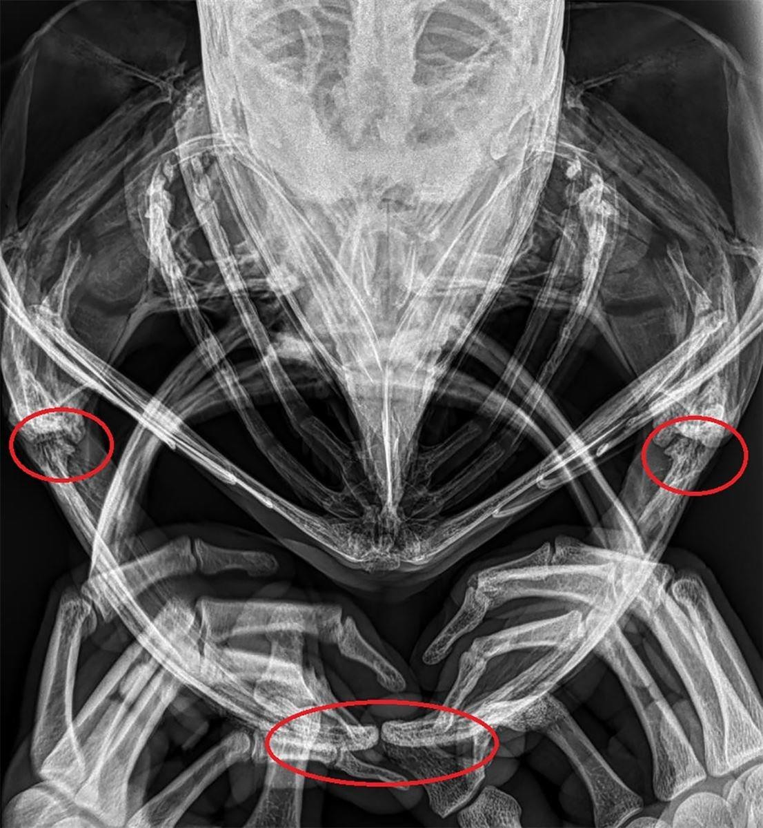 What Happens When You Hold a Bass? - Wired2Fish