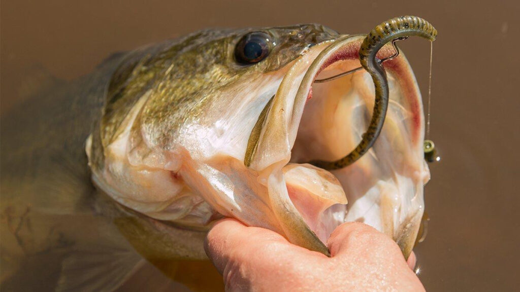Tackle Talk: Lazer Trokar HD Worm Hook - Wired2Fish
