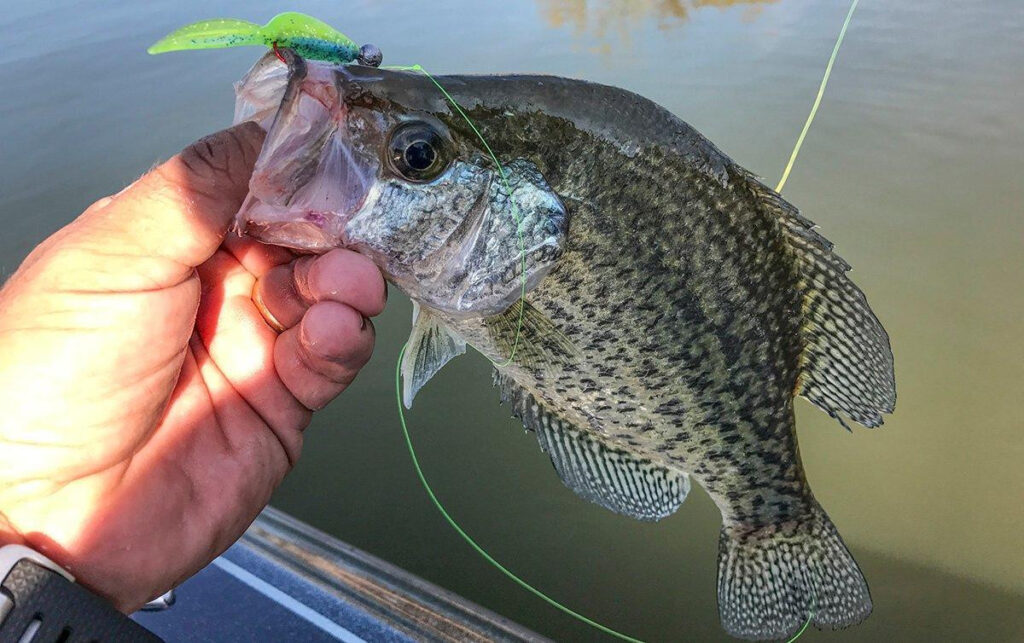 Why I Only Use One Crappie Fishing Plastic - Wired2Fish
