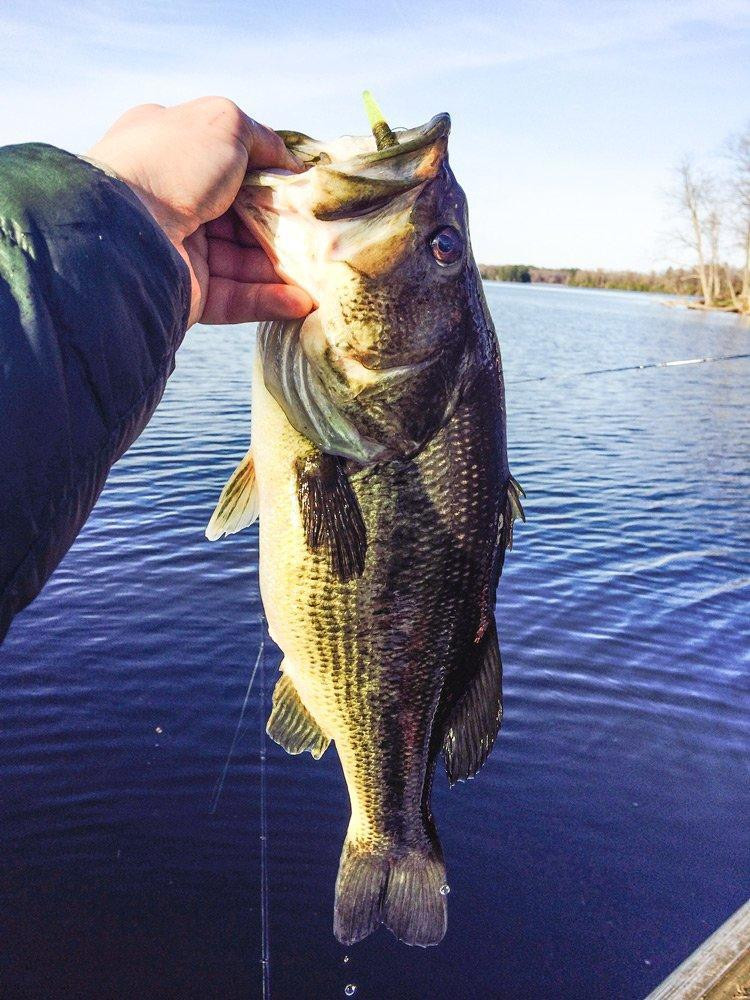Fishing Science: Fight Stress on Bass - Wired2Fish