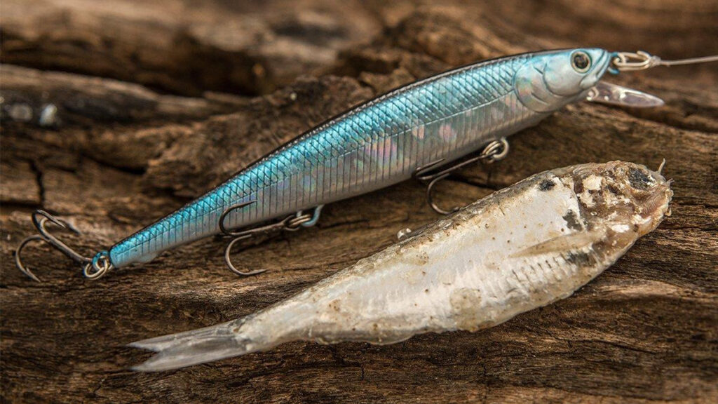 First Look: Lucky Craft Flash Pointer SP - Wired2Fish