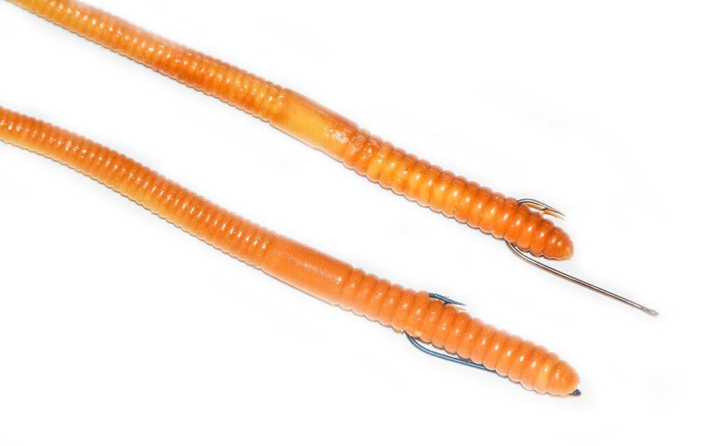 Rigging Live Earthworms for Bigger Panfish - Wired2Fish