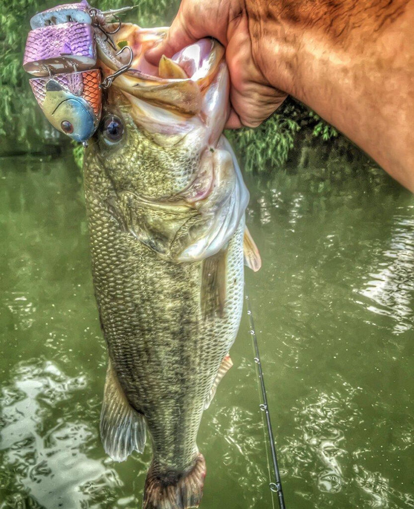Triton Mike Bucca Bull Gill Review - Wired2Fish