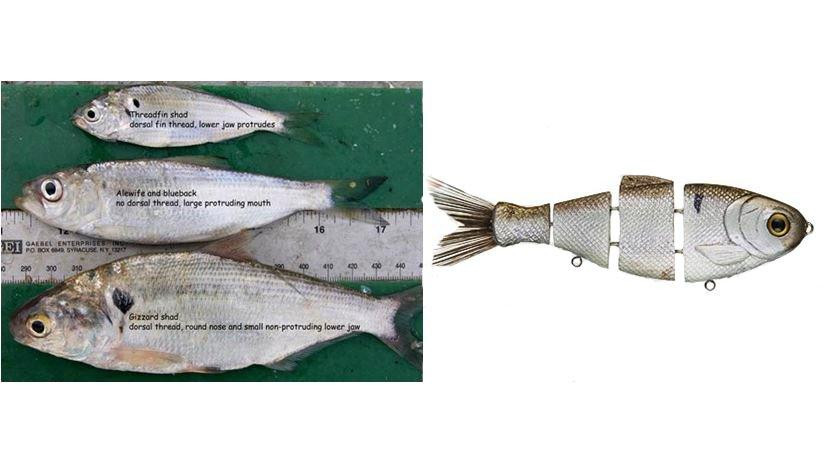 6 Unique Forage Options for Bass Fishing - Wired2Fish