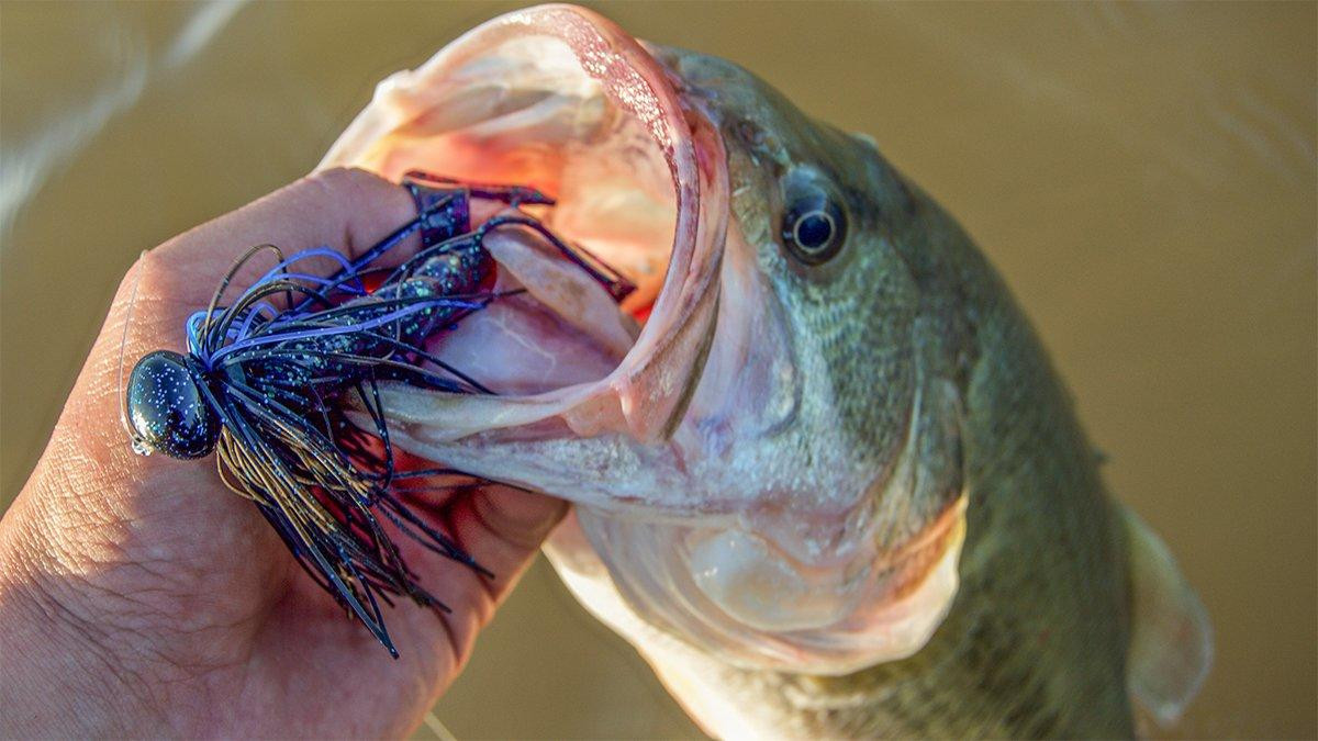 3 Football Jig Tips for Offshore Bass - Wired2Fish
