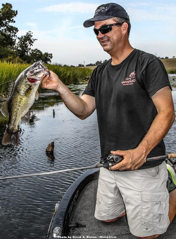 Bass Fishing Strategies for Stump Fields - Wired2Fish
