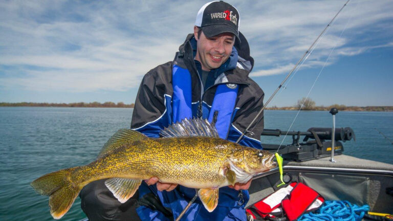 Learn How to Drop Shot Big Walleyes - Wired2Fish