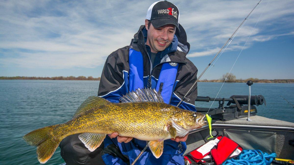 Learn How to Drop Shot Big Walleyes - Wired2Fish