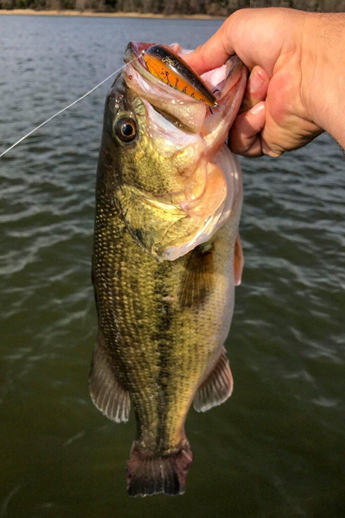 Jenko Fishing CD Squared Squarebill Review - Wired2Fish