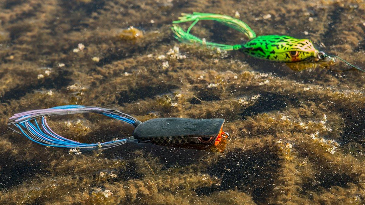 5 Overlooked Summer Frog Fishing Targets - Wired2Fish