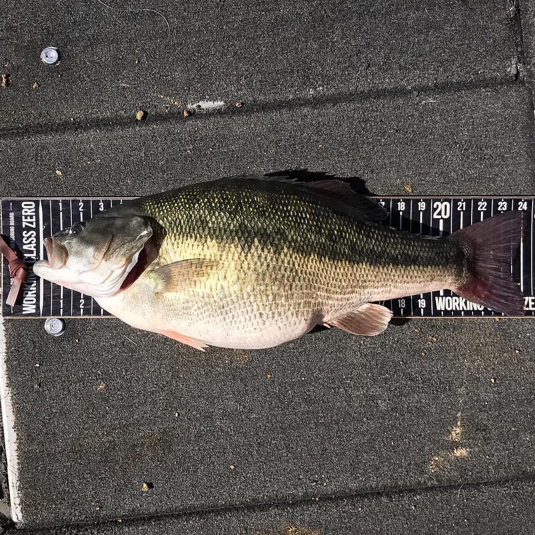 World Record Spotted Bass Caught - Wired2Fish