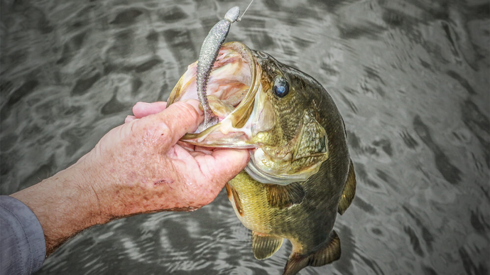 3 Stellar Swimbait Setups for Fall Bass Fishing - Wired2Fish