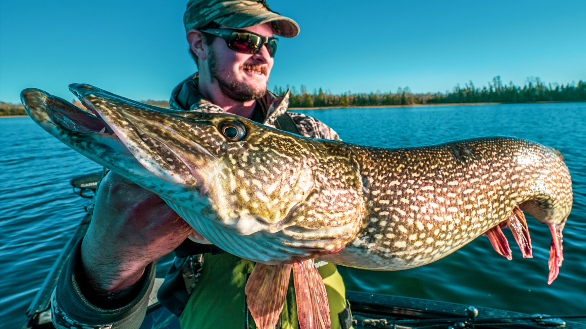 Catch More Fall Pike and Musky | Lures and Live Bait Tactics - Wired2Fish