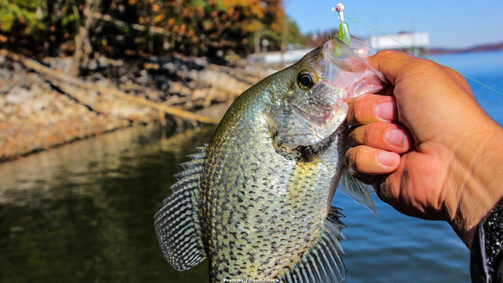 A Guide to Catching Crappie During the Spawn - Wired2Fish