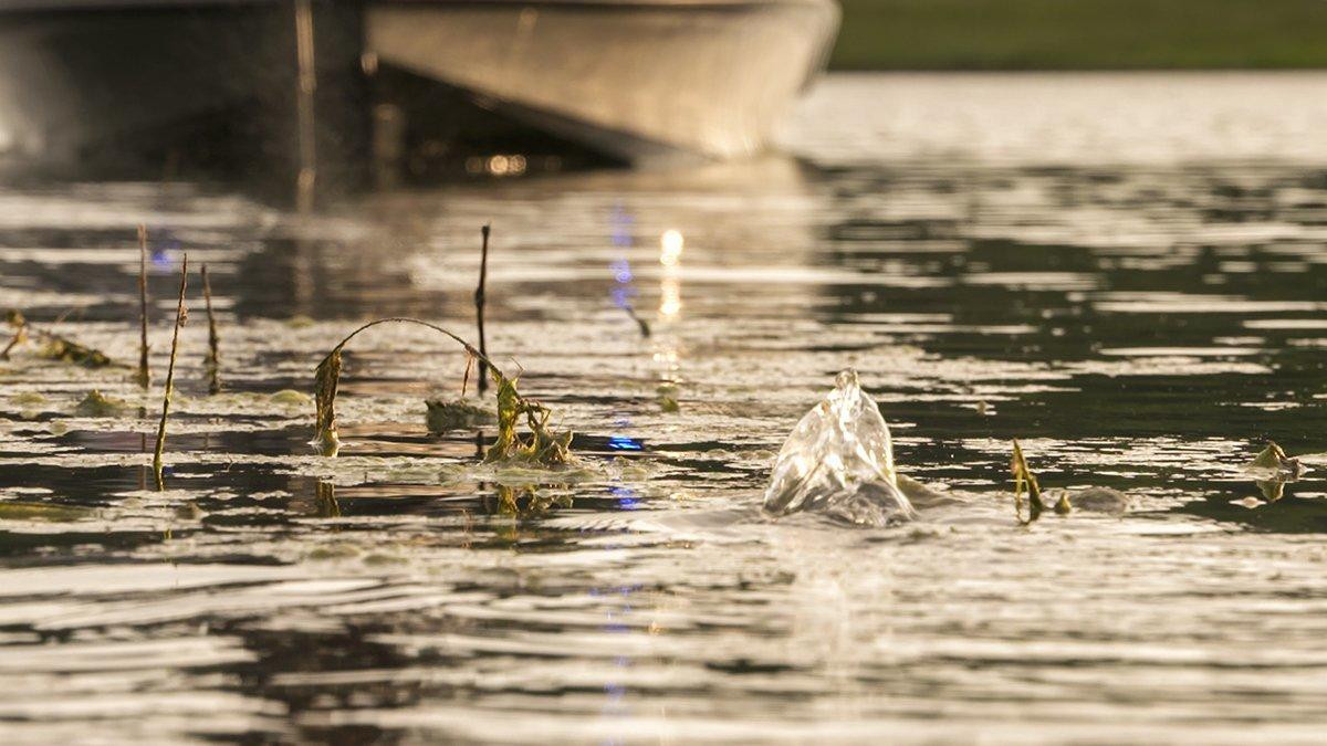 Terminator Popping Frog Review - Wired2Fish