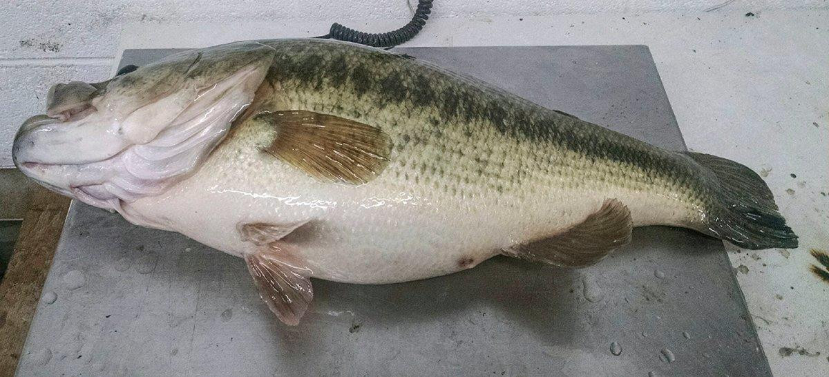 Giant Delaware Bass Breaks State Record - Wired2Fish