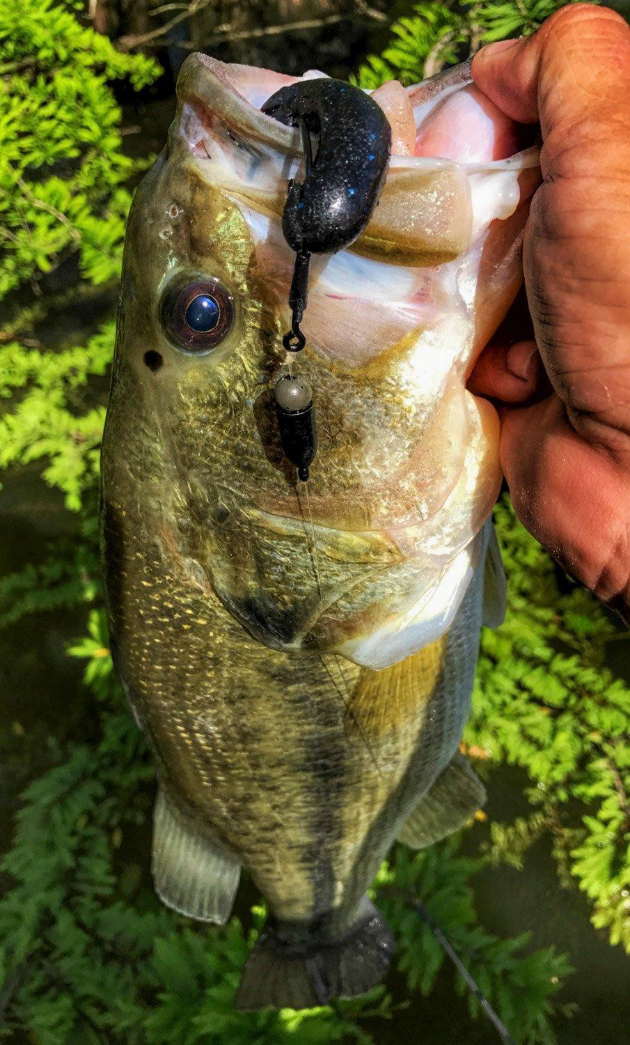 Lazer Trokar Tournament Tube Hook Review - Wired2Fish