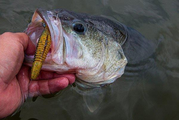 How to Find Bass Quickly From the Bank - Wired2Fish