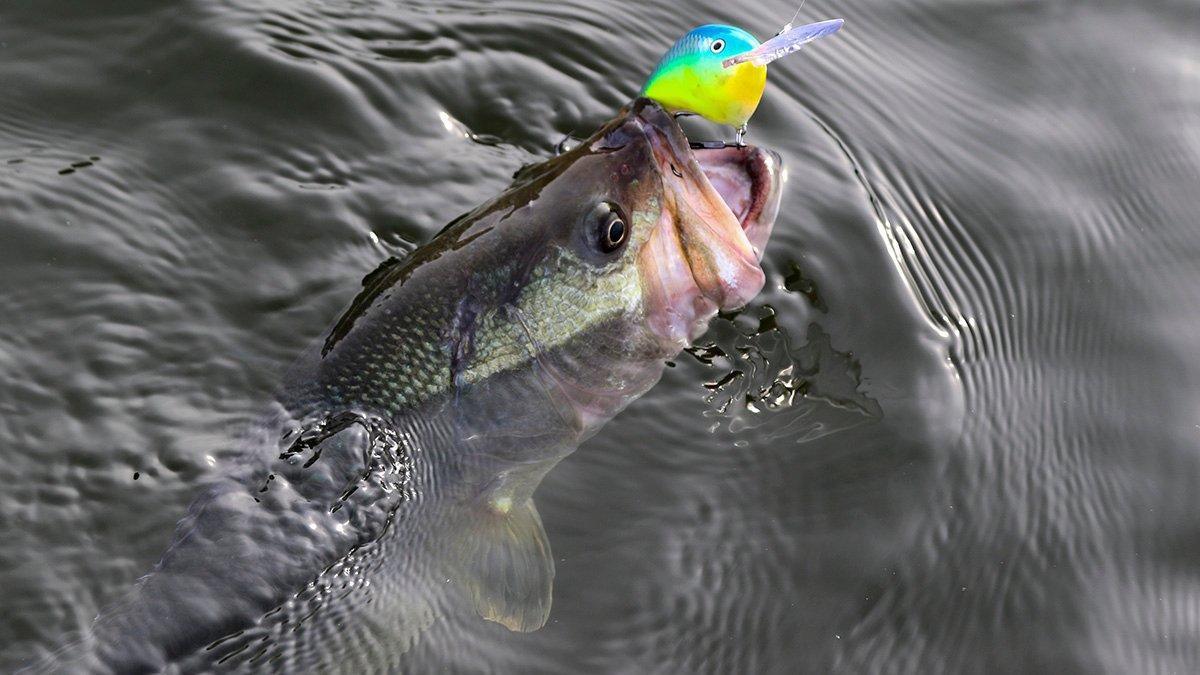 How and Why to Fish Secondary Points - Wired2Fish
