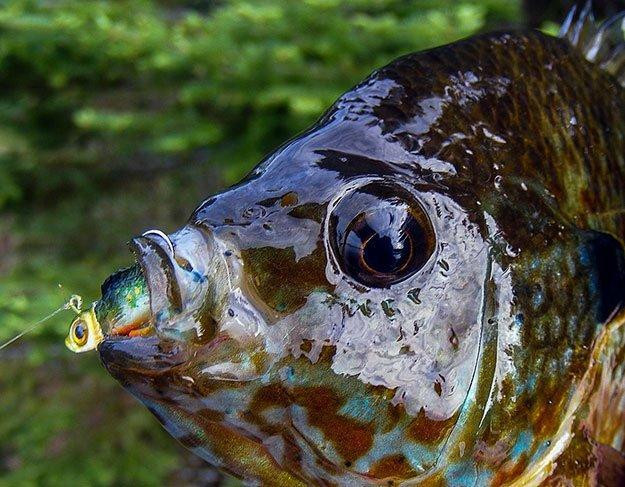 2 Strategies for Early Spring Ice Out Fishing - Wired2Fish