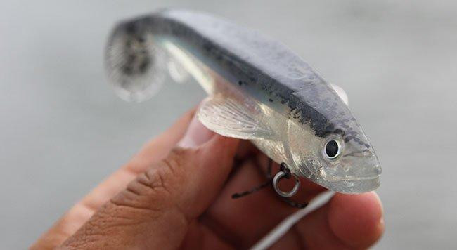 Why You Should Fish Swimbaits More - Wired2Fish