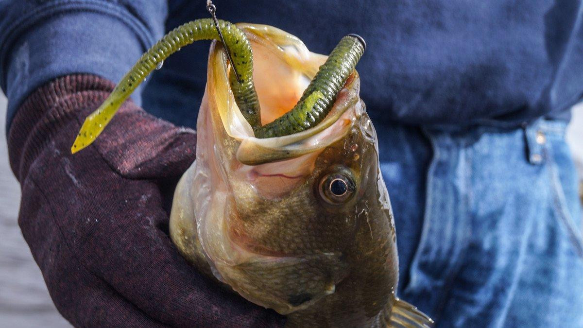 Introducing the Chicken Rig for Bass Fishing - Wired2Fish