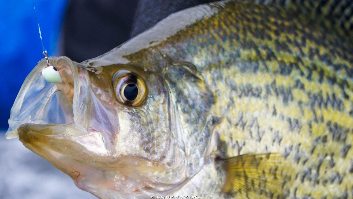 Ice Fishing for Big River Panfish - Wired2Fish