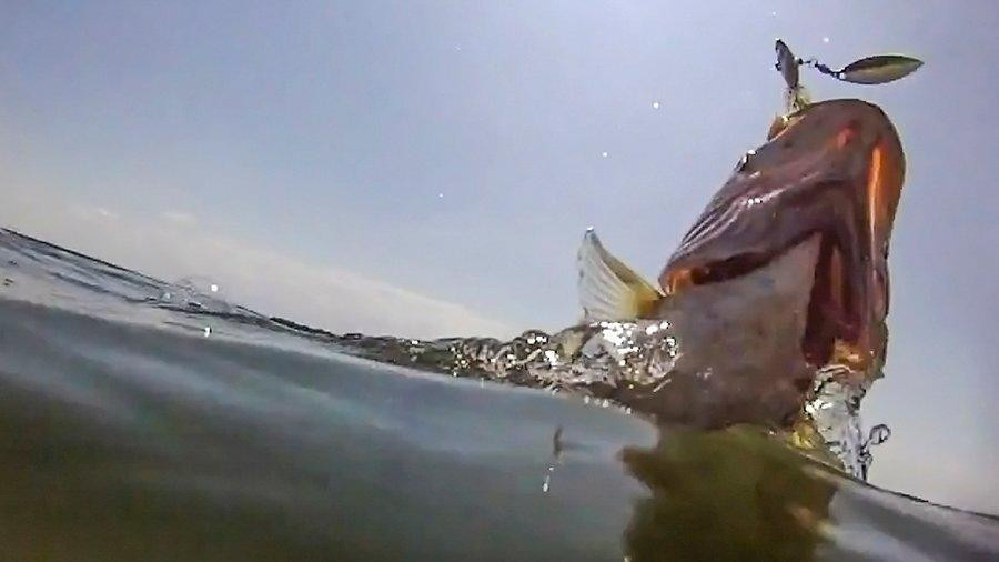 Fish Head Spin Review - Wired2Fish